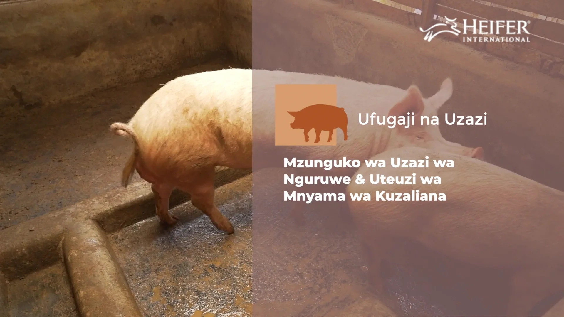 mada_ya_1_mzunguko_wa_uzazi_wa_nguruwe_&_uteuzi_wa_mnyama_wa_kuzaliana ...