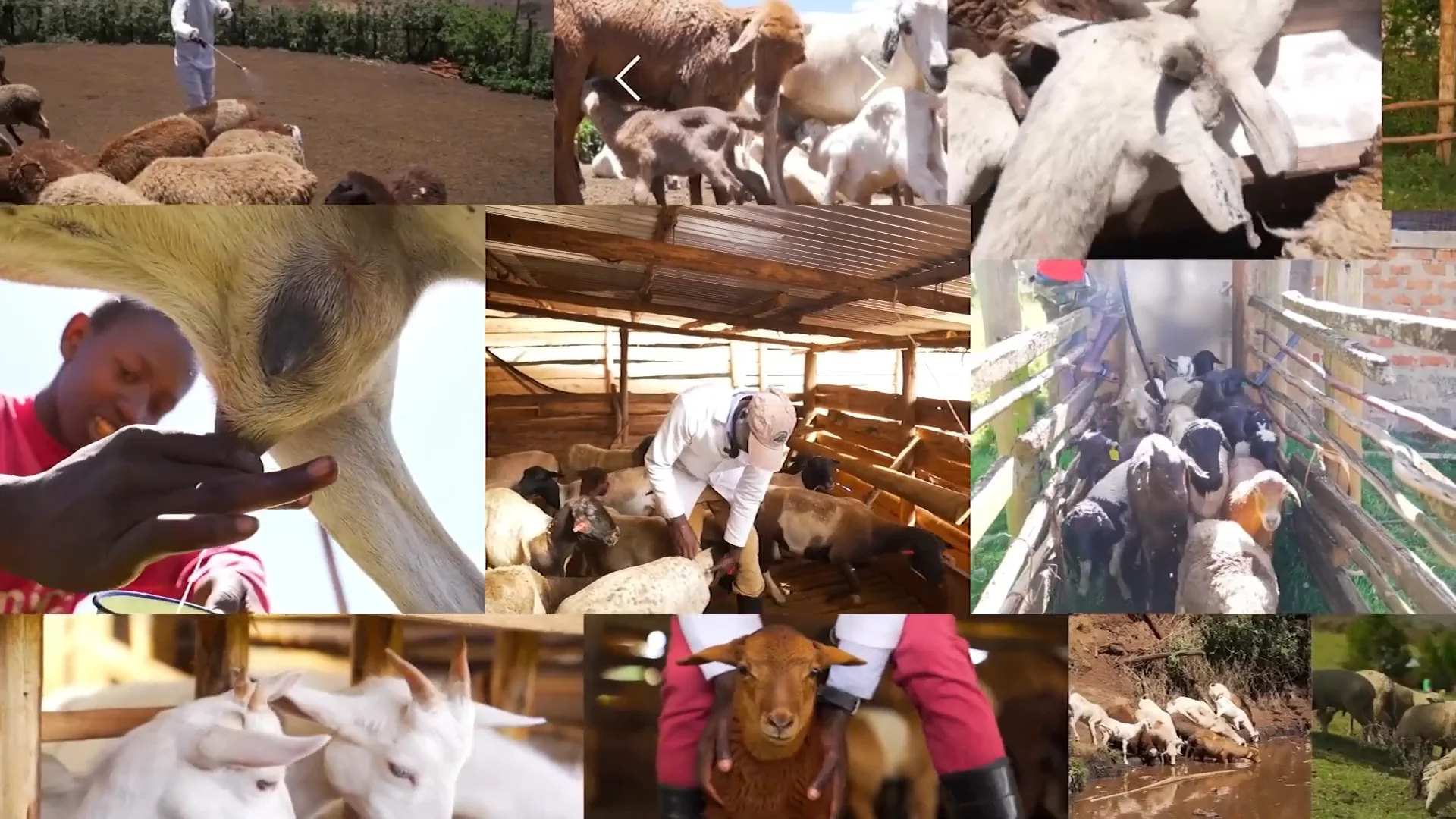 topic_2__general_disease_management_of_goats_&_sheep_(original)_(copy ...