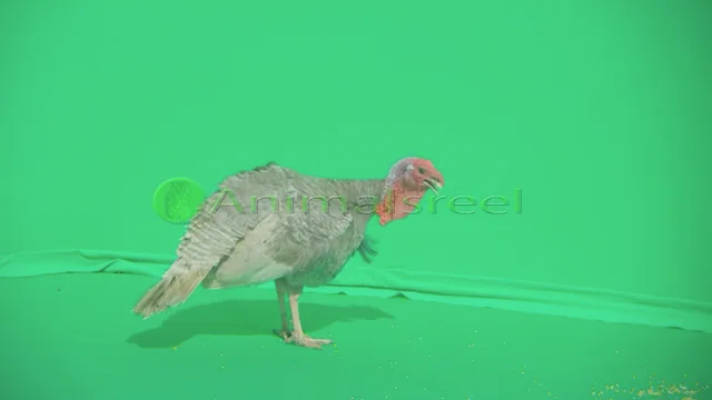 Turkey_standing_green_screen_video_09 | C005_C011_0101I7B on Vimeo