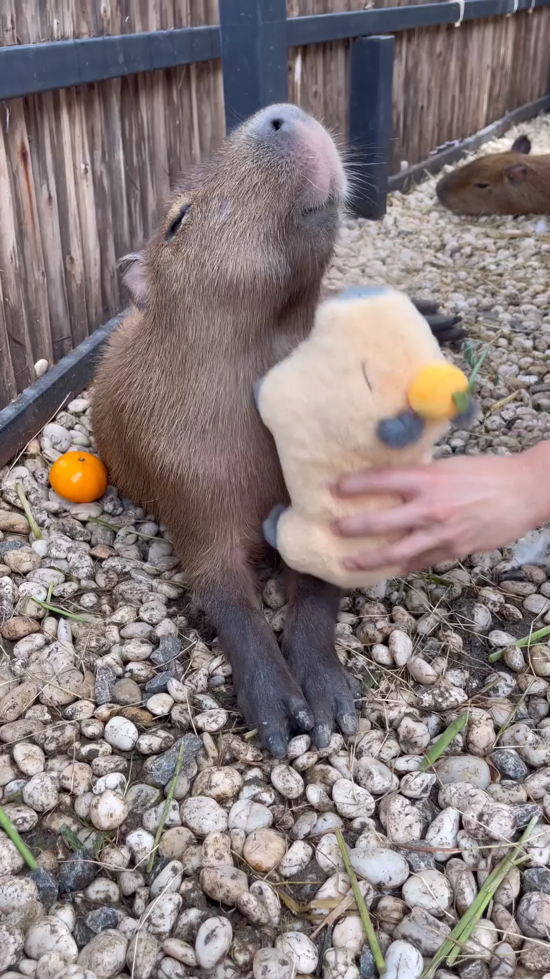 Capybara approved companion! on Vimeo