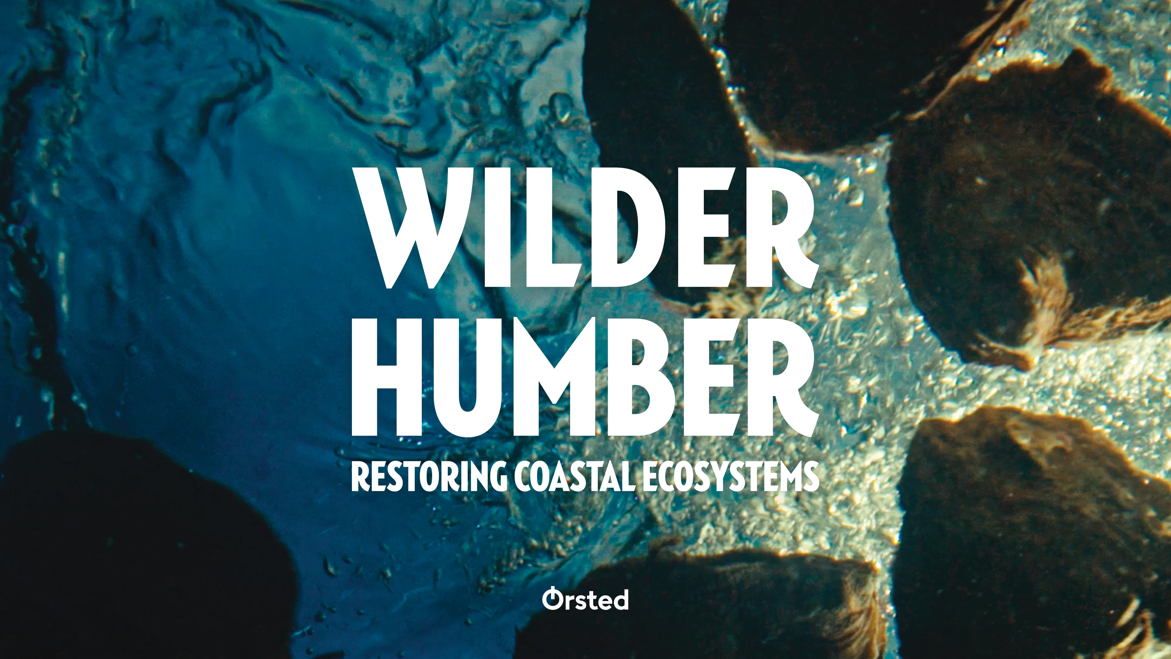 Wilder Humber: Restoring coastal ecosystems