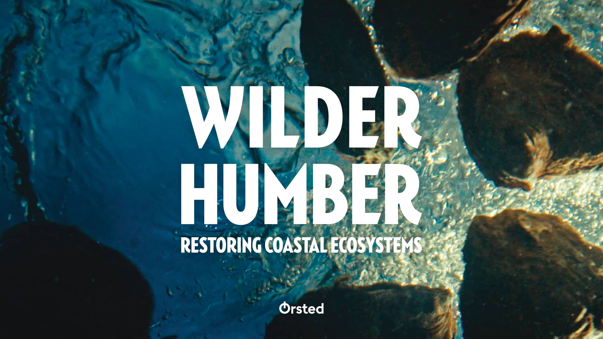 Wilder Humber: Restoring coastal ecosystems on Vimeo