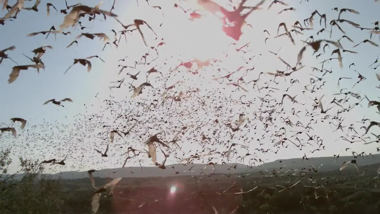 EP104_BATS_FINAL_EXT on Vimeo