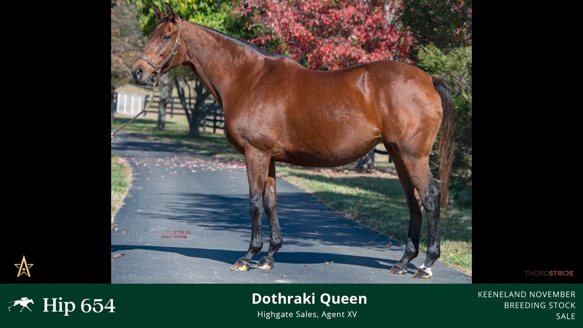 KEENOV23_654_DOTHRAKI QUEEN on Vimeo