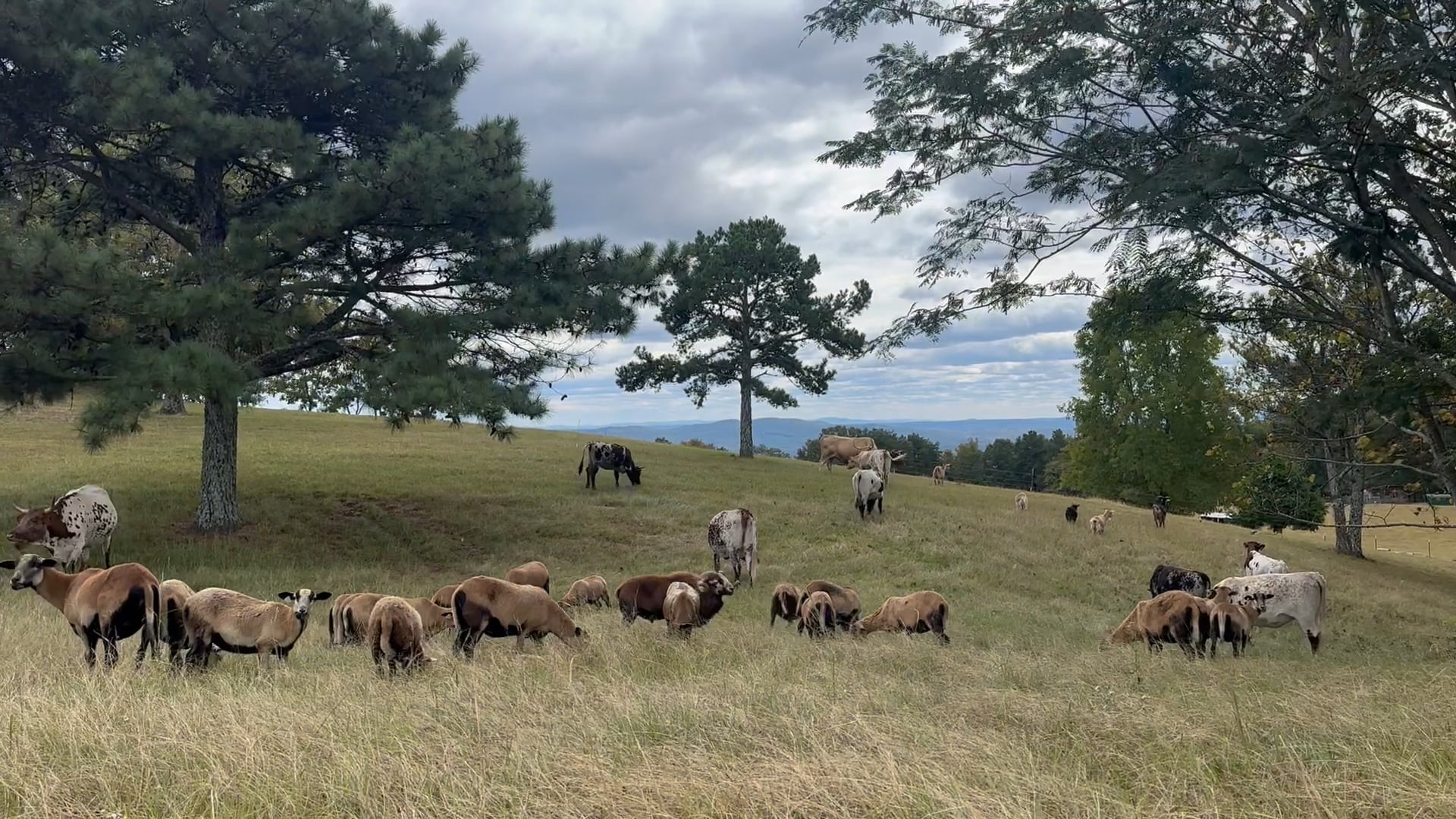 American Blackbelly Sheep