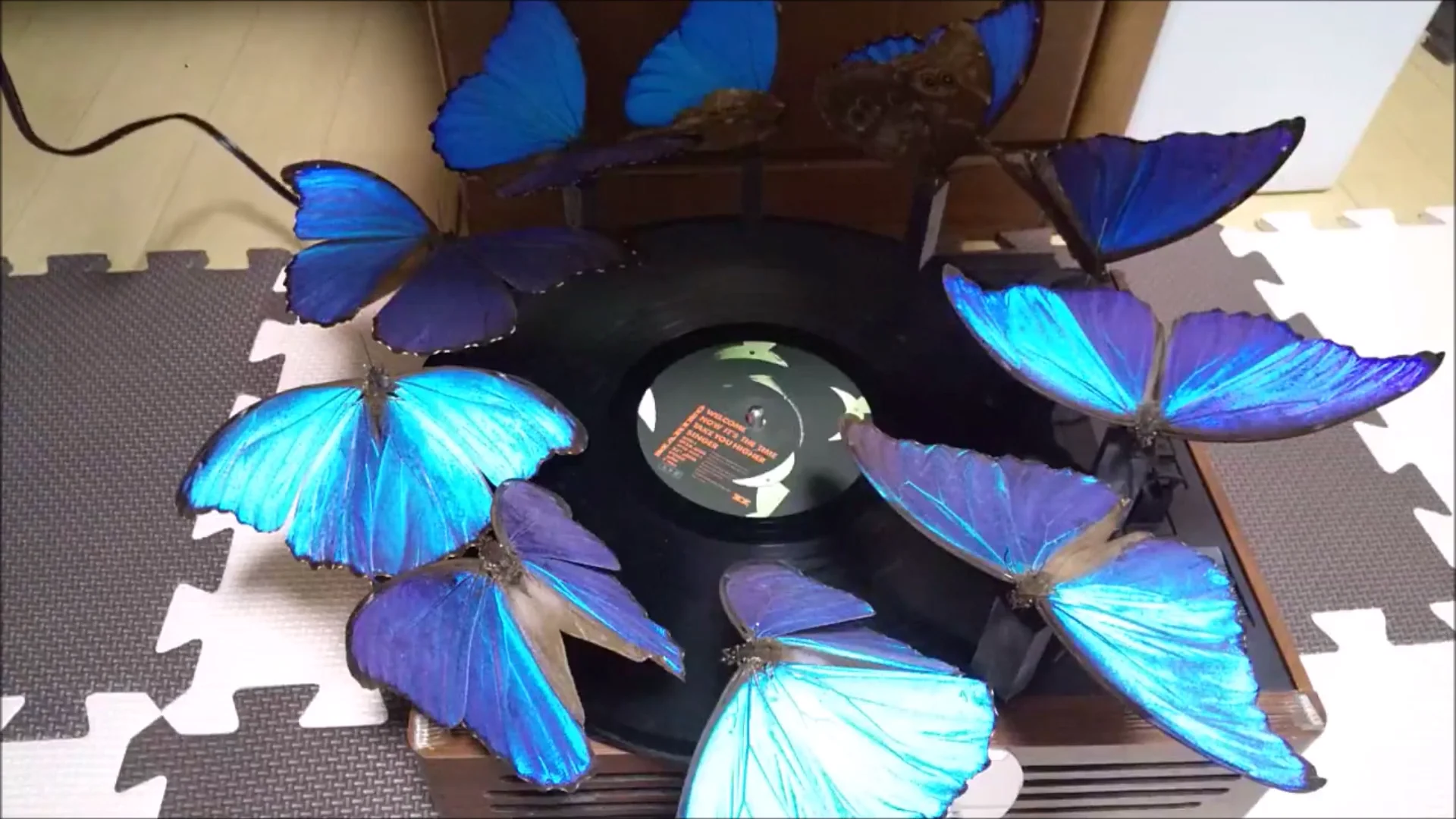 Insects x 3D zoetrope - Didius Morpho on Vimeo