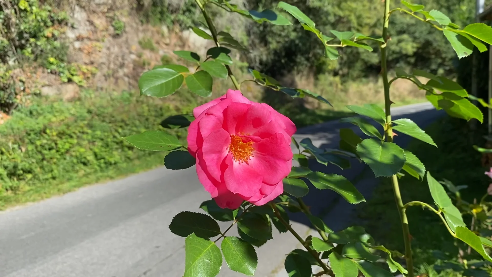 Reel beelden roze huis 2023 on Vimeo