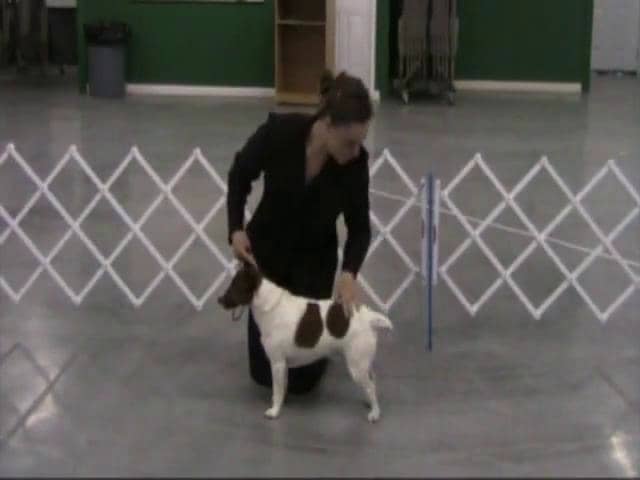 Overview of 4-H Dog Showmanship on Vimeo