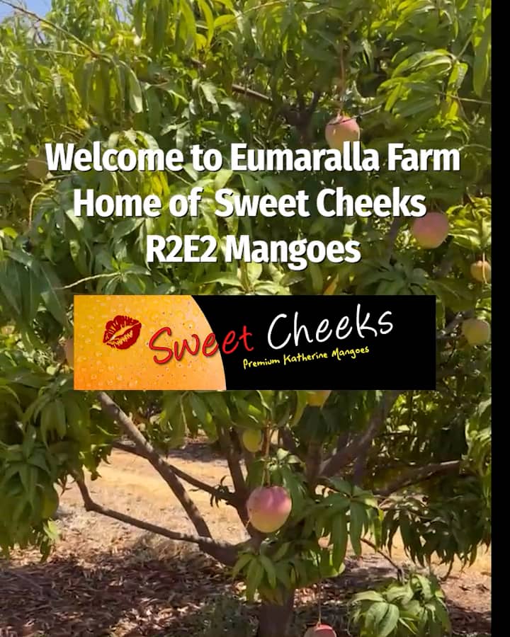 R2E2 Mangoes on Vimeo