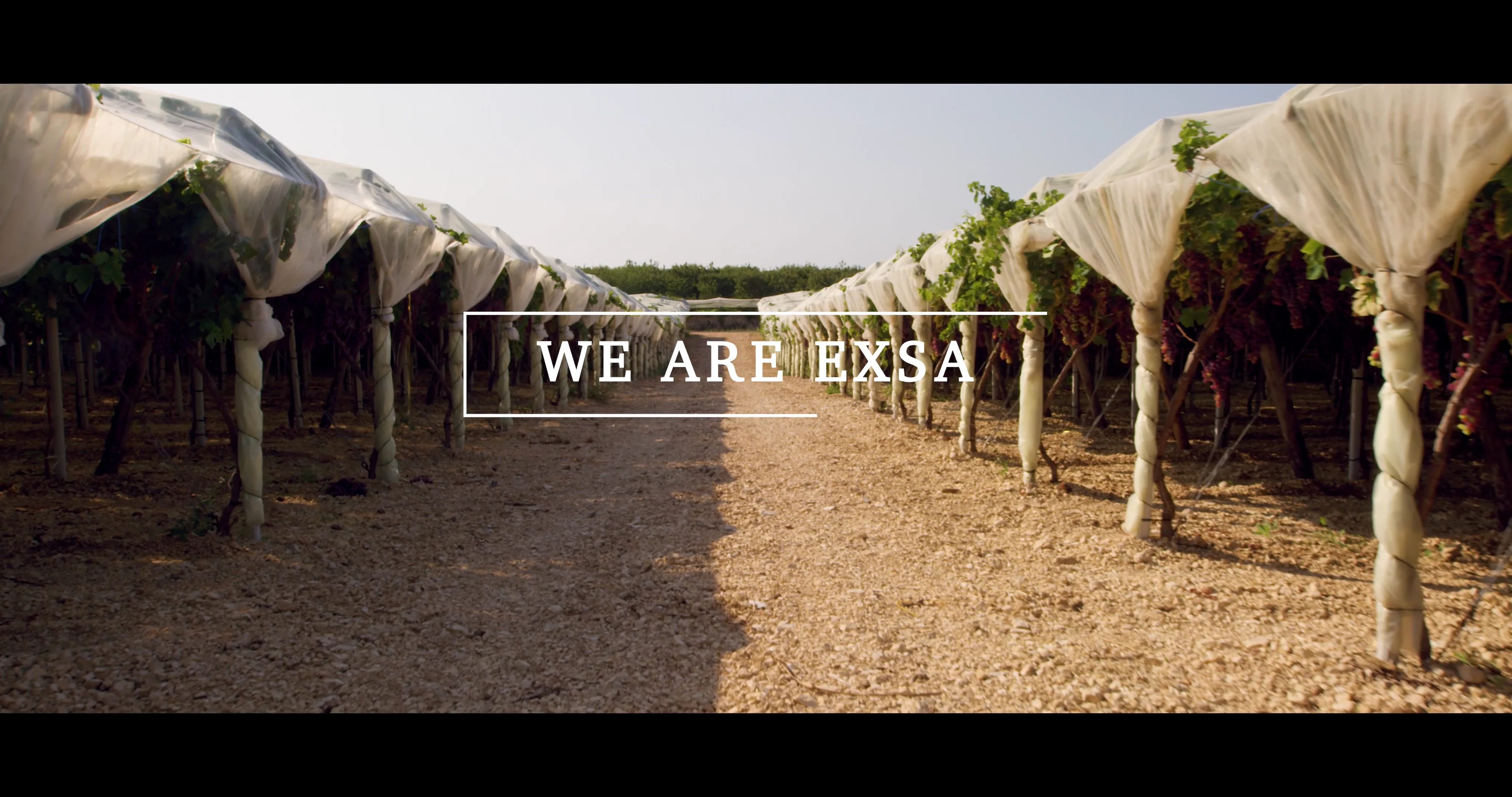 Meet the grower in Italy _ Grapes - EXSA Europe on Vimeo