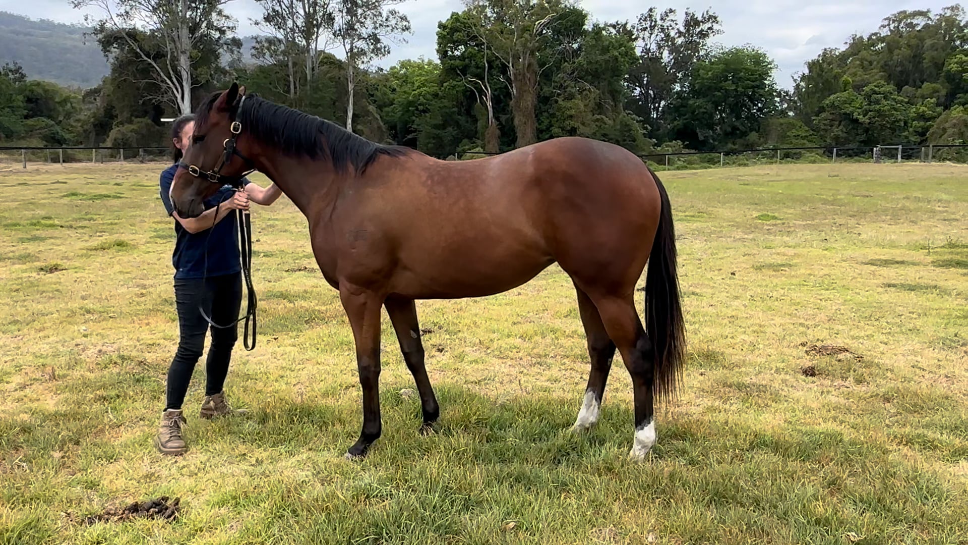 Silver basque x brave smash