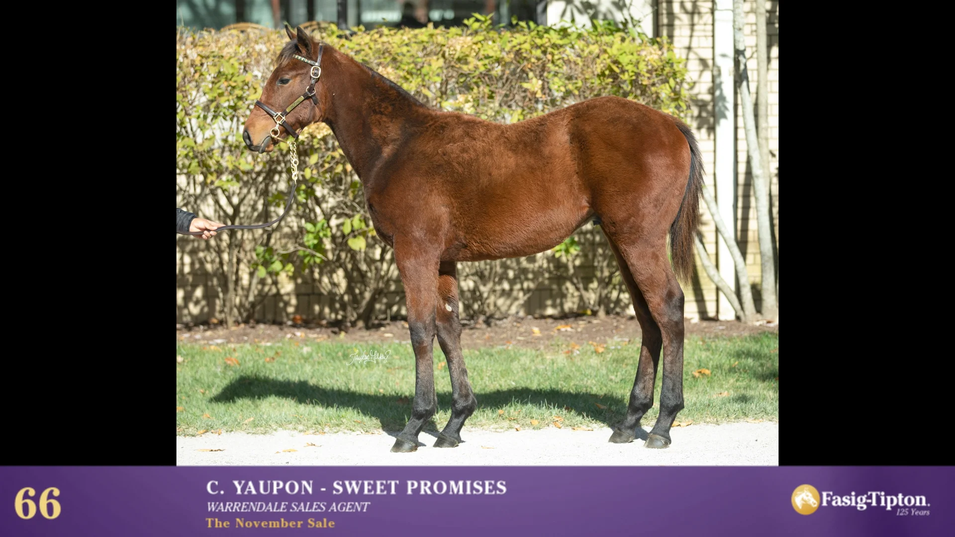KEENOV23 66 Sweet Promises 23