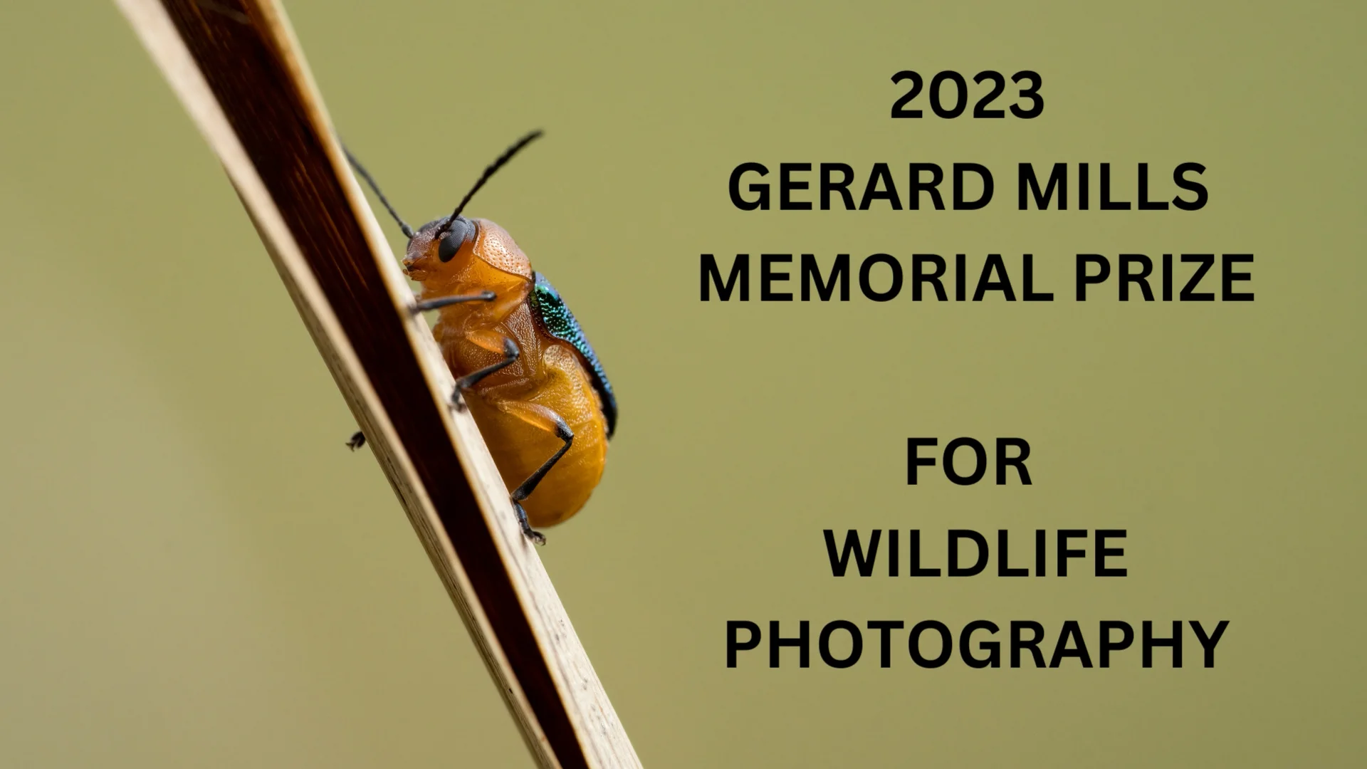 UniSC Gerard Mills Memorial Prize for Wildlife Photography 2023