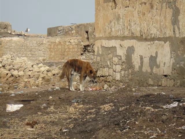 Chien du Soudan / dog from Sudan on Vimeo