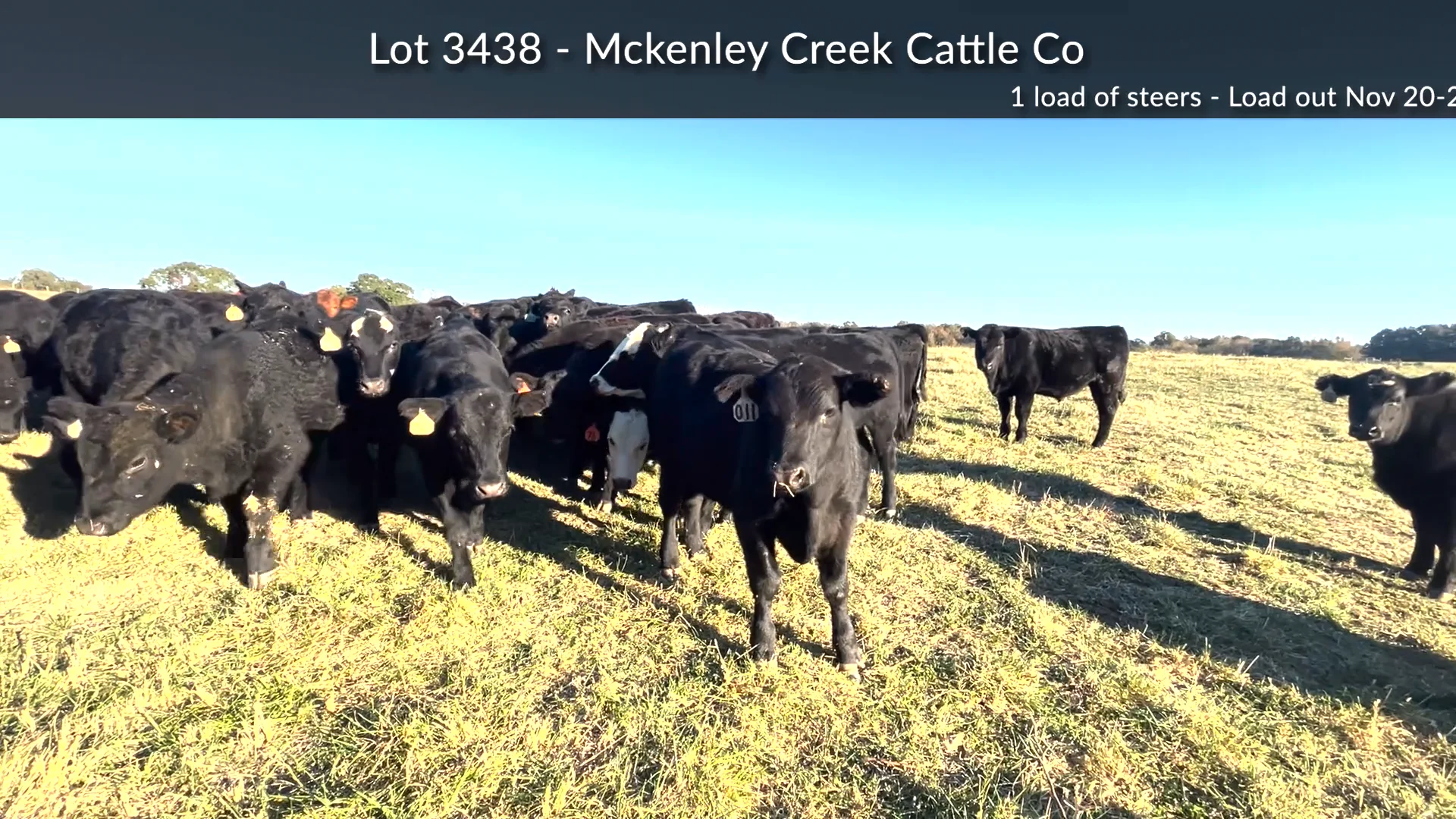 3438-Mckenley Creek Cattle Co