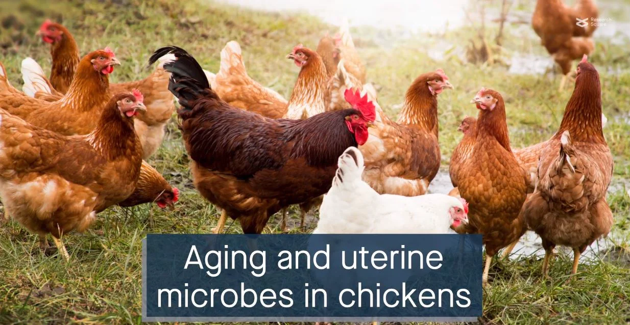 How aging affects the uterine microbial community in laying hens