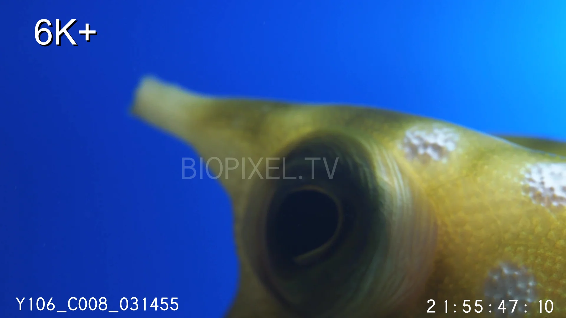 4K Fish Pufferfish - Yellow cowfish close ups 6.5K+ 3 on Vimeo