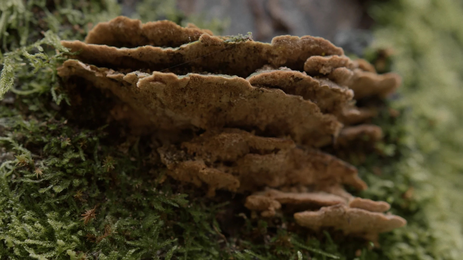 Odmrla Lesna Bio Masa v1.0 on Vimeo