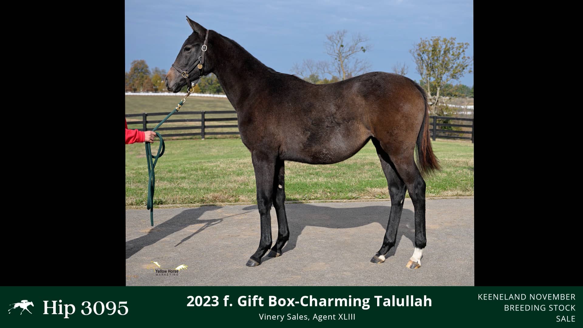 2023 Keeneland November Breeding Stock Sale: Hip #3095 Gift Box x ...