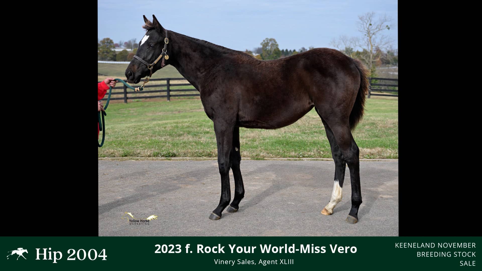 2023 Keeneland November Breeding Stock Sale: Hip #2004 Rock Your World ...