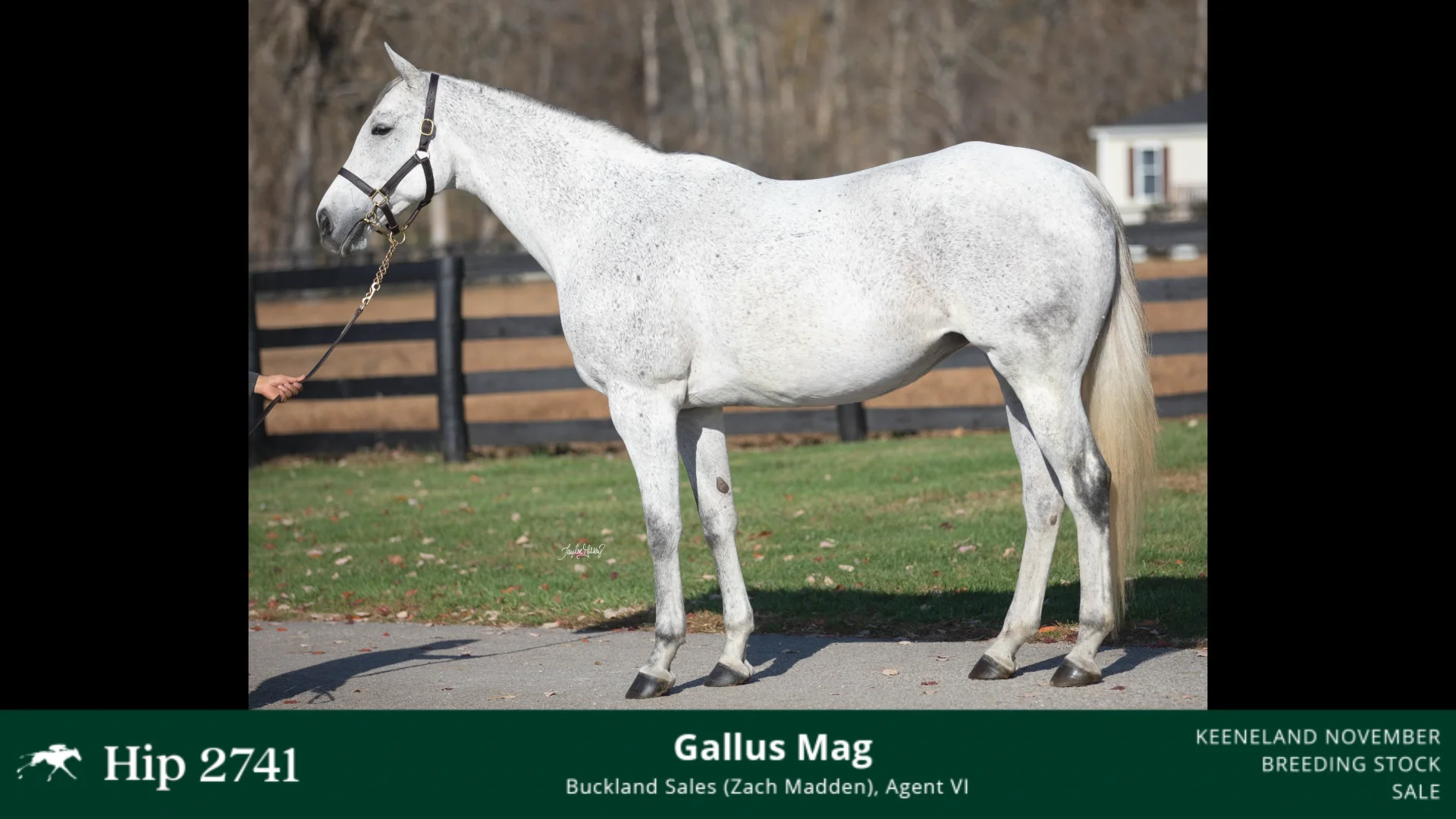 KEENOV23 2741 Gallus Mag on Vimeo