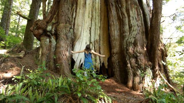 Canada's Largest Tree - The Cheewhat Giant! on Vimeo