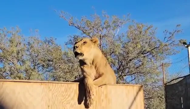 Lioness Pebbles Announcing the Weekend on Vimeo
