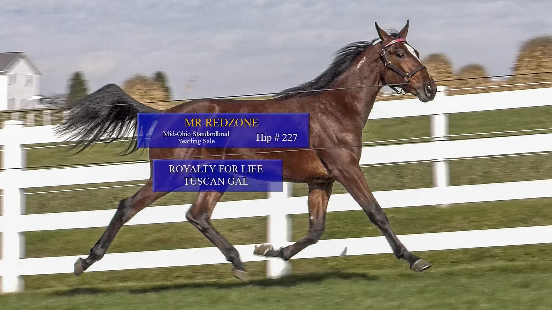 227 Mr Redzone on Vimeo