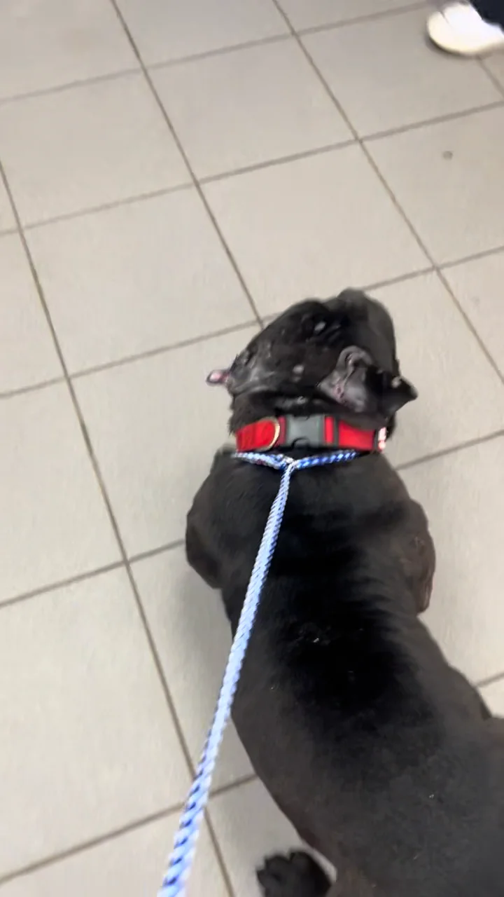 Meatball Walking on Vimeo