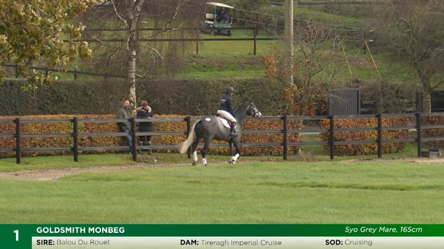 GOLDSMITH MONBEG - Goresbridge Horse Sales