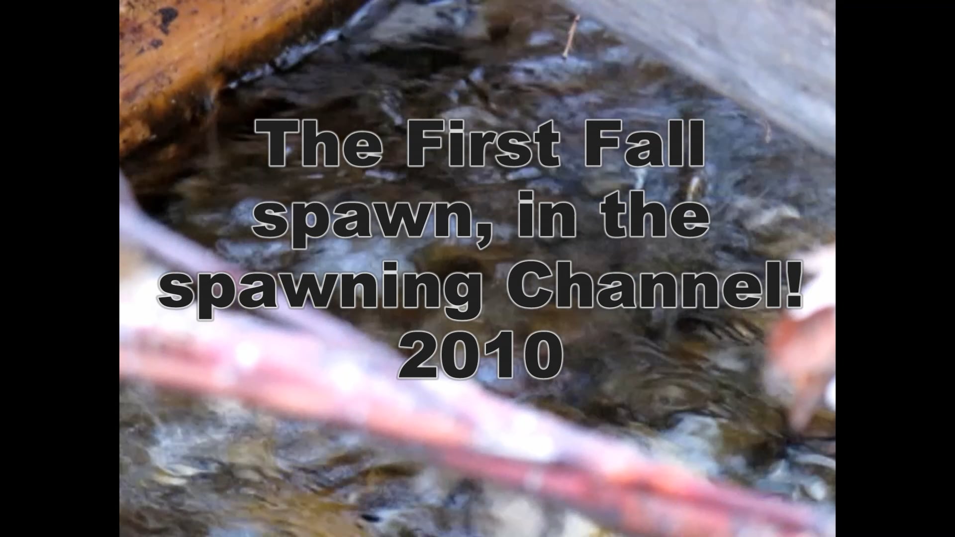 Anatomy of a Pool Habitat | Bow Valley Habitat Development