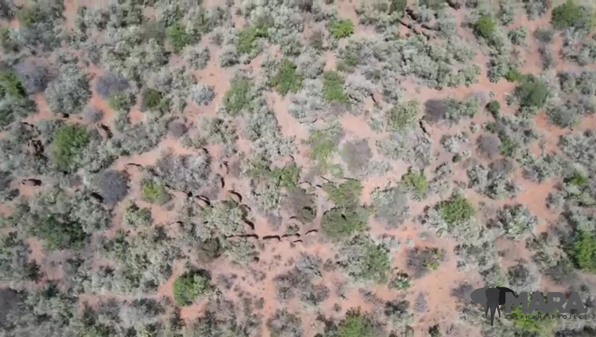 MEP Rangers Monitoring Collared Elephant Clara w/ a Drone