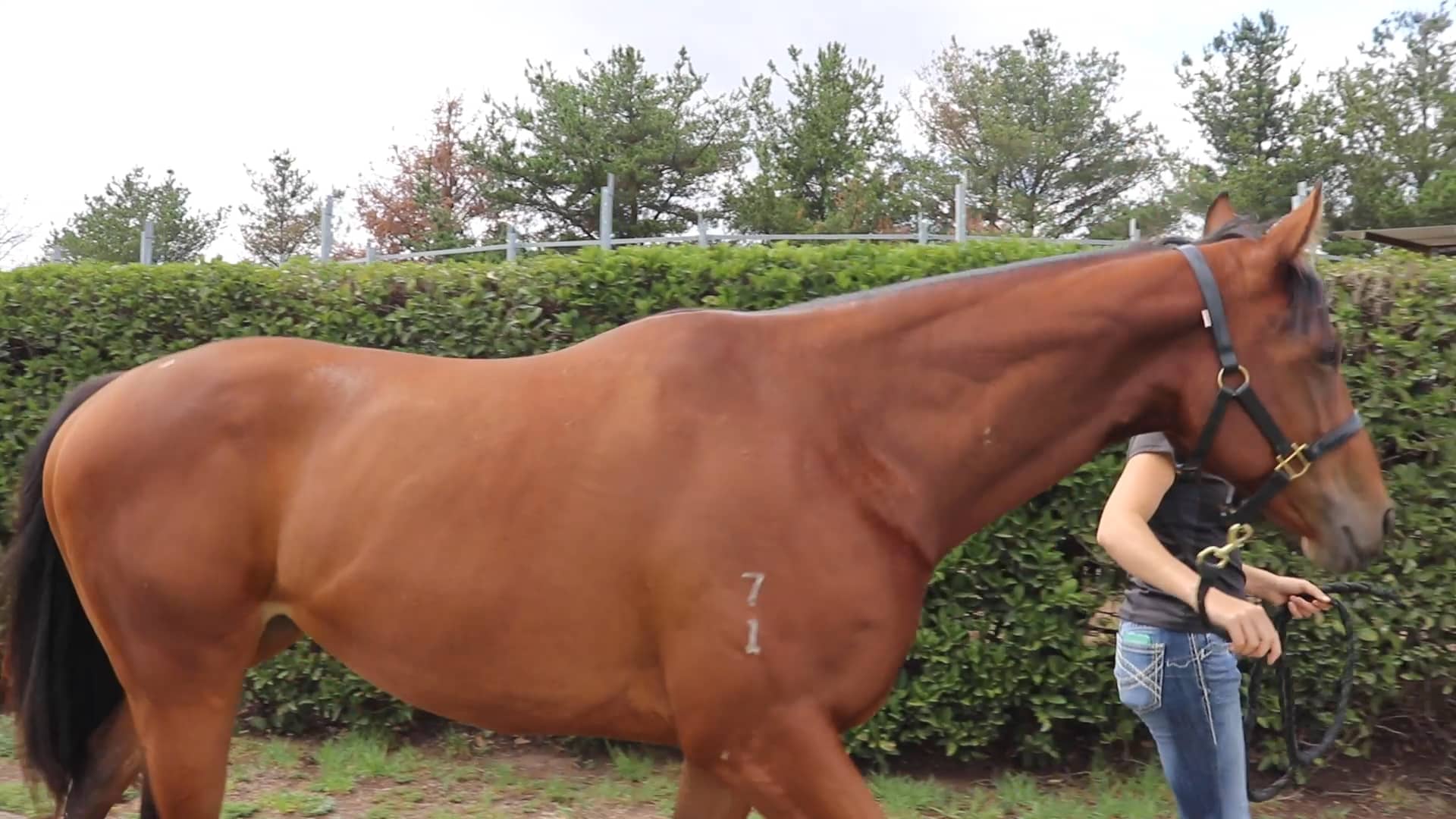 Kelly Barber 13th November Parade 6 on Vimeo