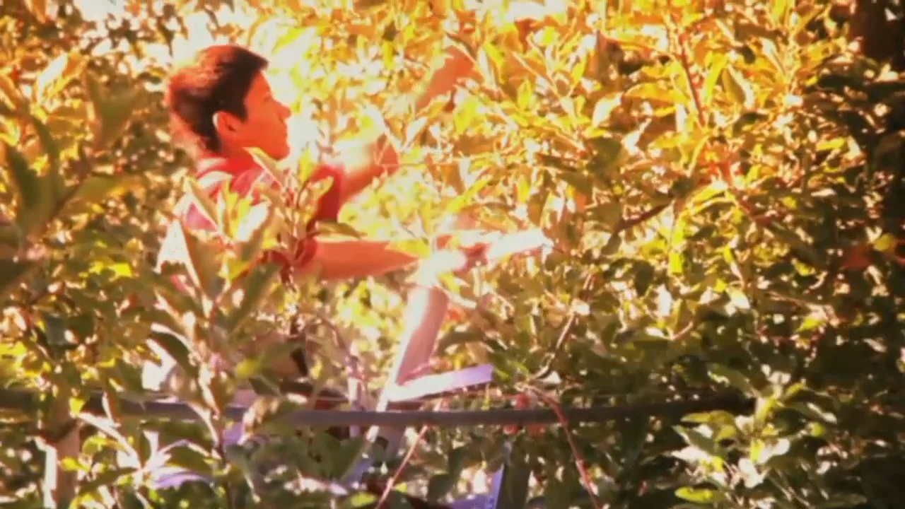 Watch Tom Mathison: The Growing Season Online | Vimeo On Demand on Vimeo