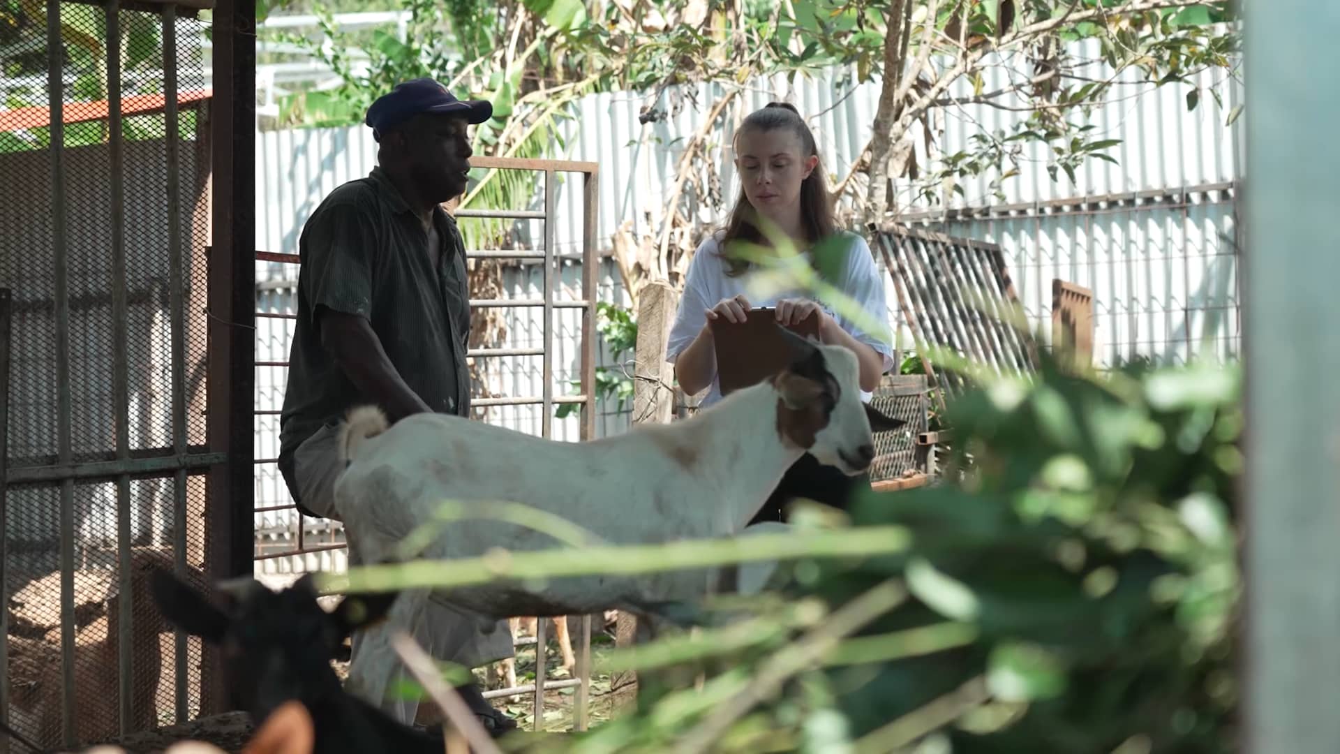 RACES_ANIMALES_Mayotte_version courte on Vimeo