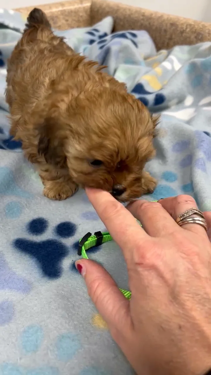 Virginia - Shih-Poo - Shihpoo puppy for sale on Vimeo