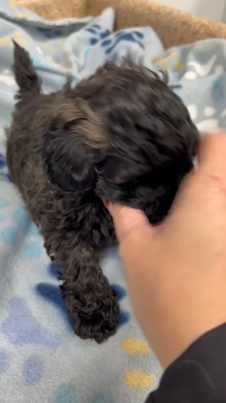 Virginia - Shih-Poo - Shihpoo puppy for sale on Vimeo