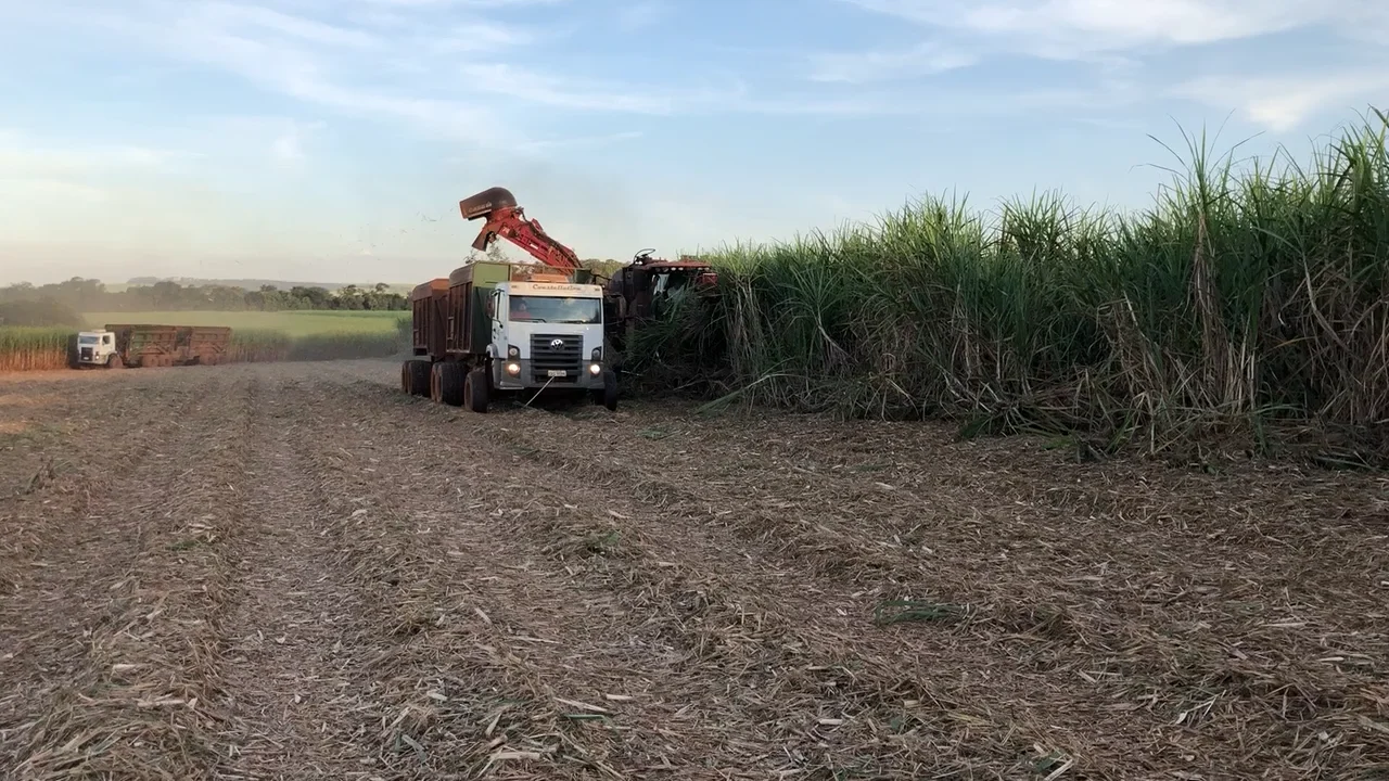 IMG_Cane Harvesting front view June 2019 on Vimeo