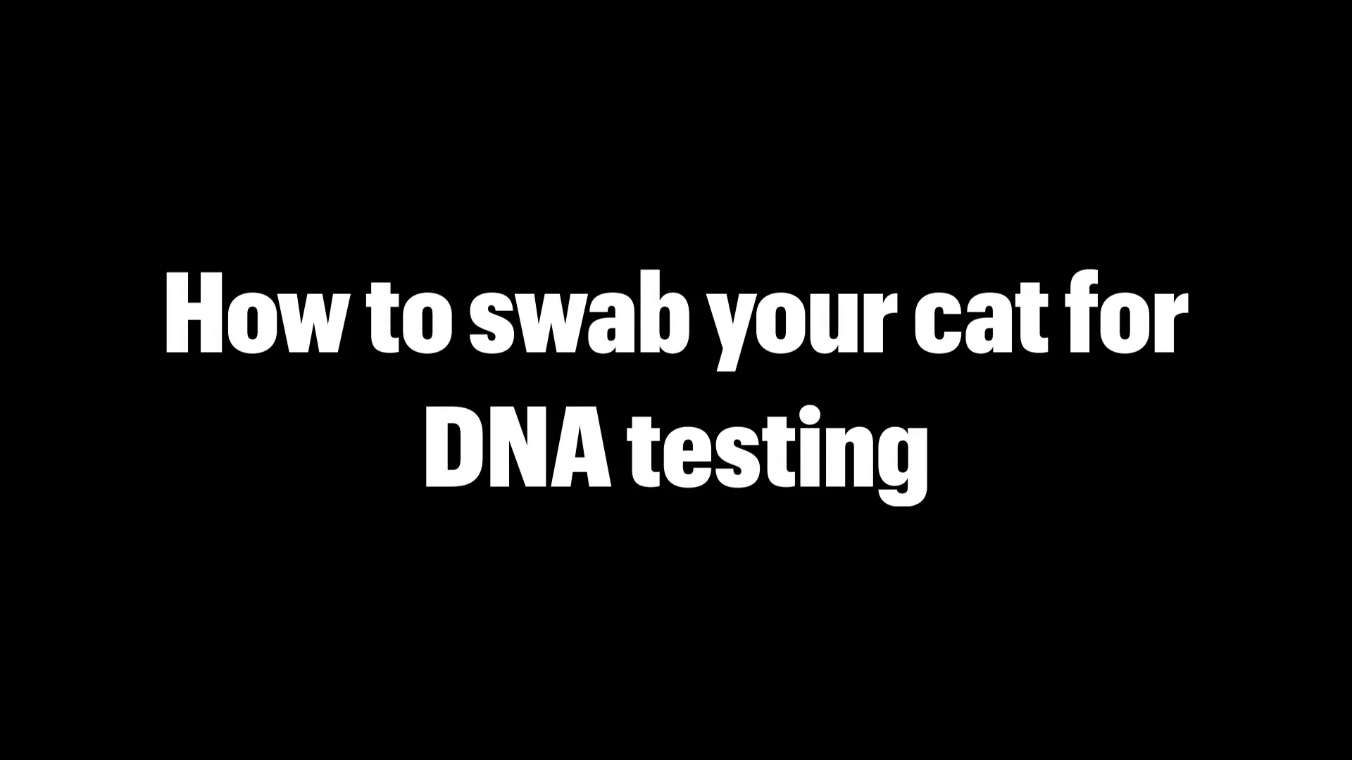 How to Swab Your Cat for DNA Testing on Vimeo