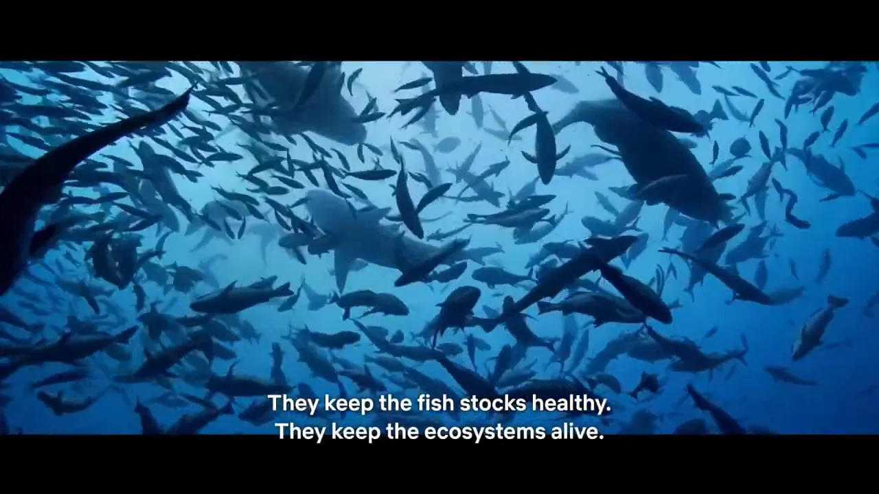 Sharks on Vimeo
