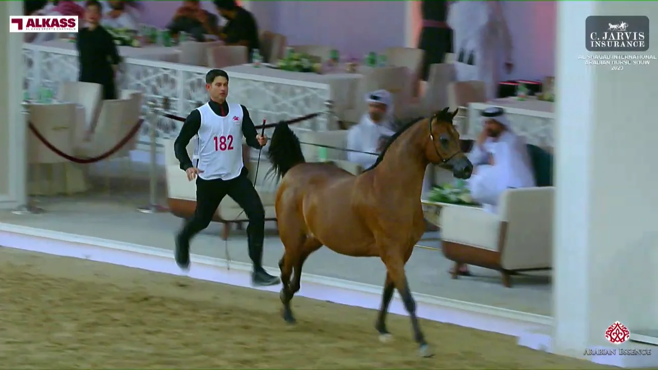 N.182 LADY ALIHANDRA - Al Shaqab International Arabian Horse Show ...