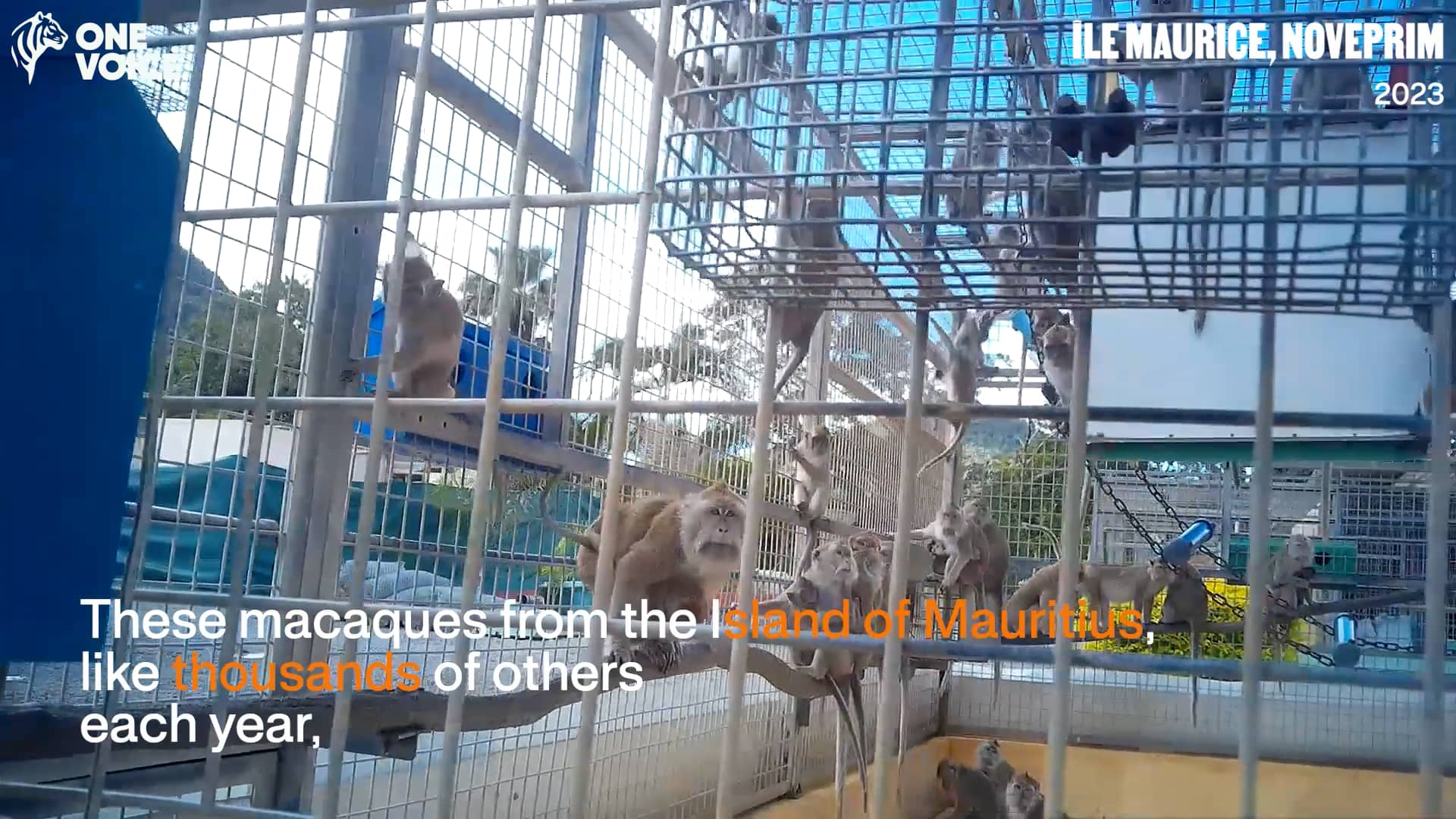 How the macaques are handled in the Noveprim breeding farm in Mauritius ...