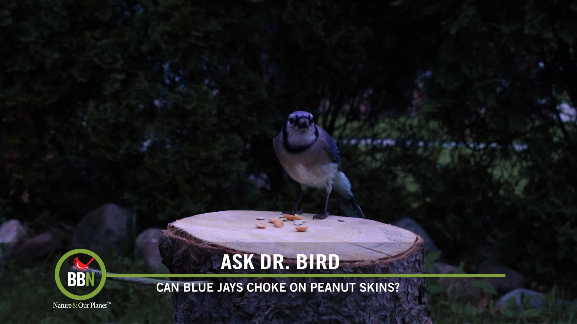 BBN 7-24 - Ask Dr. Bird - Can Blue Jays Choke on Peanut Skins on Vimeo