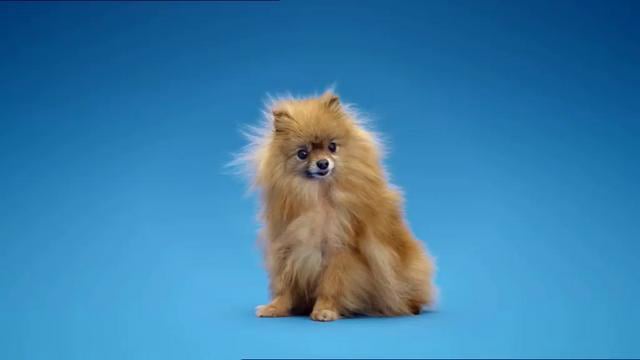 1_Andrex_Dogs on Vimeo