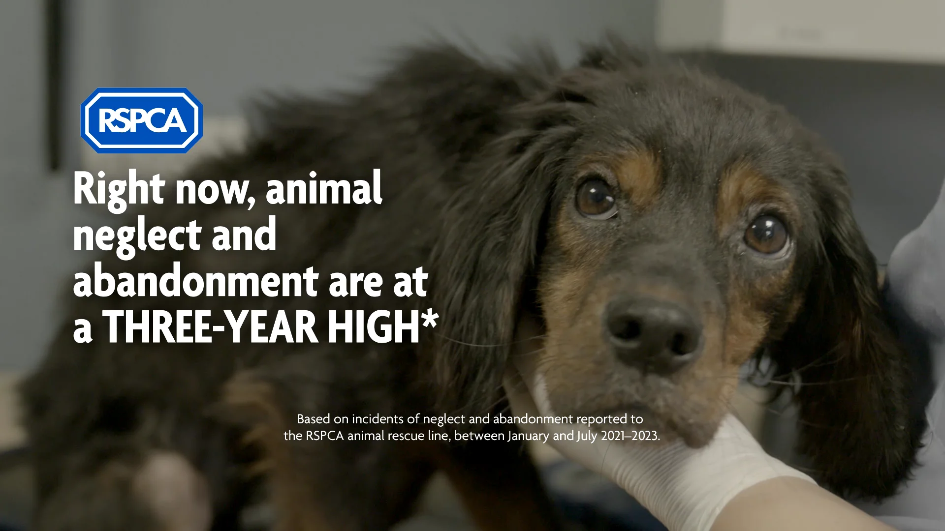 RSPCA - Christmas YouTube Dog Campaign on Vimeo