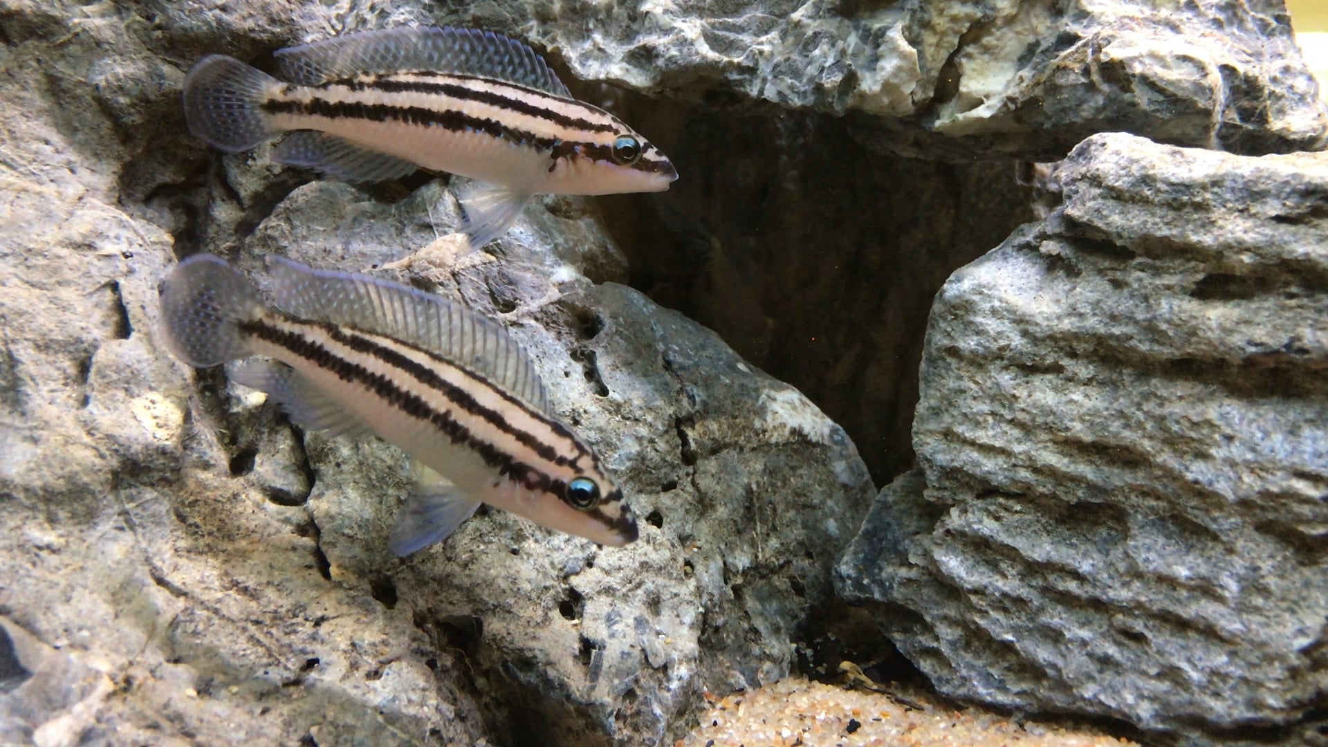 Quarantine Guide | Fishkeep & Chill Quarantine Guide | Fishkeep & Chill
