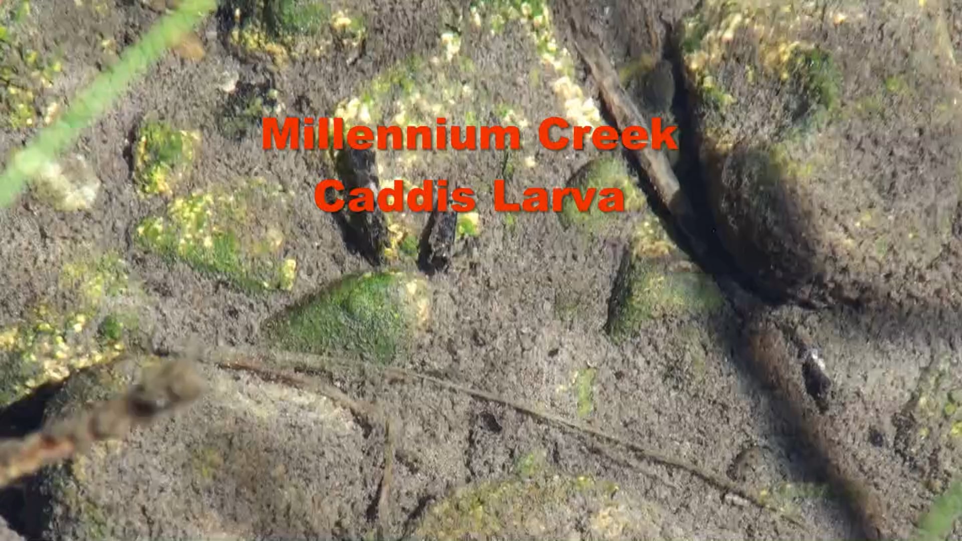 Examining a Pool Habitat | Bow Valley Habitat Development