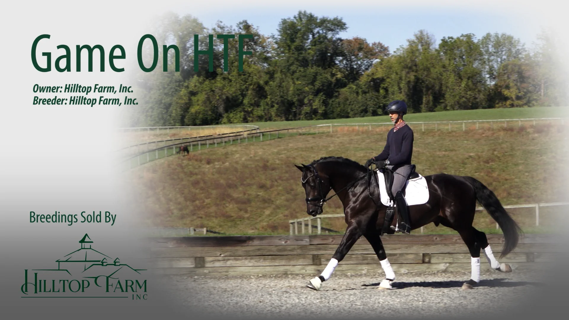 Game On HTF - 2020 Hanoverian Stallion (Glamourdale - Qredit) on Vimeo