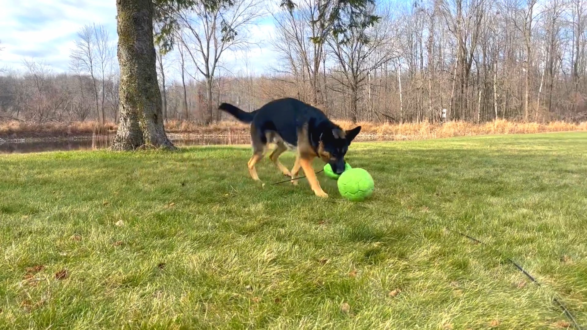 Dually and Friends Dog Walking - Pet Sitting