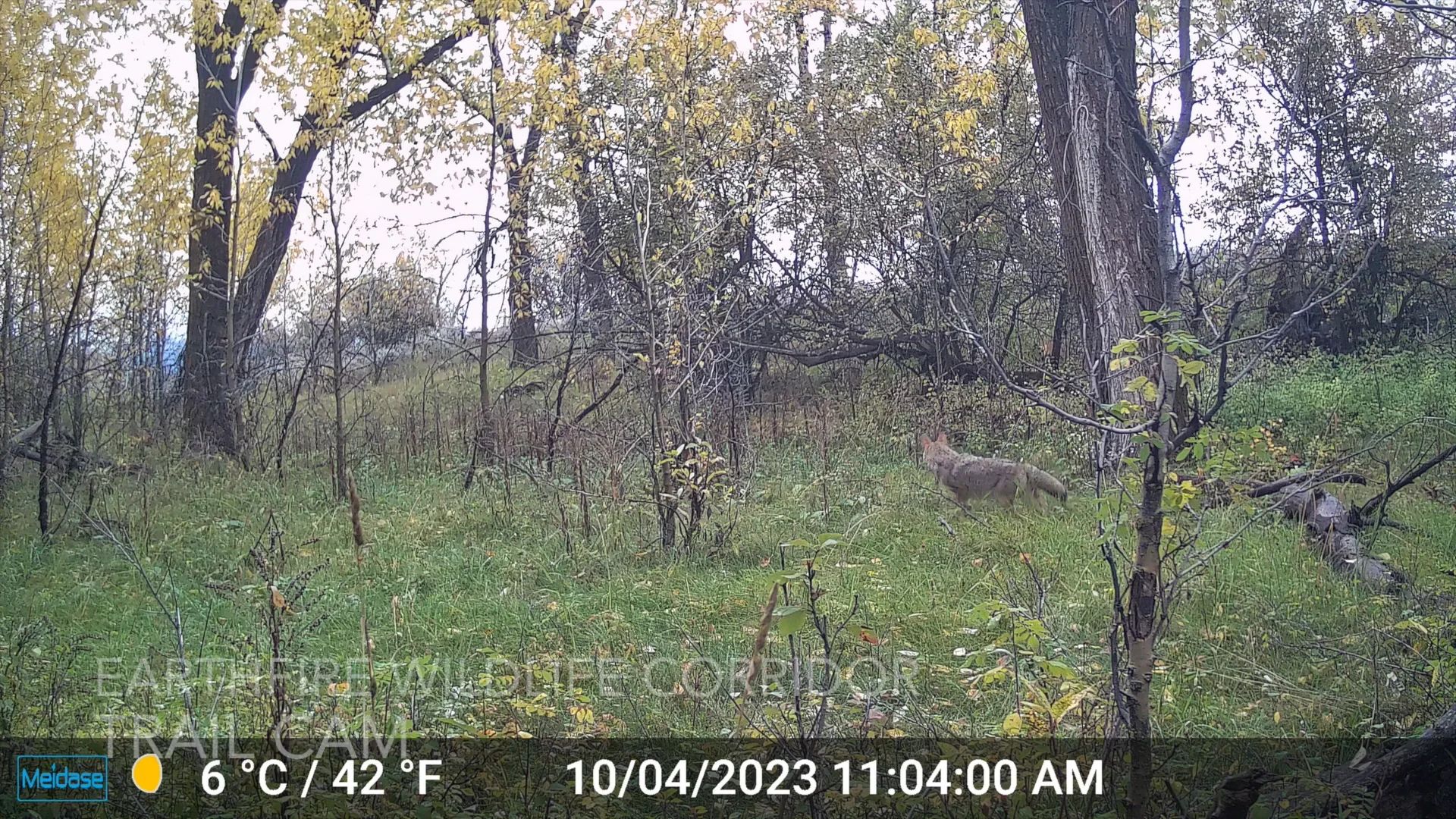 Moving into Winter: Earthfire Wildlife Trail Cam on Vimeo